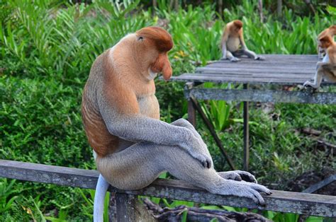 Free Photo Proboscis Monkey Proboscis Borneo Free Image On Pixabay