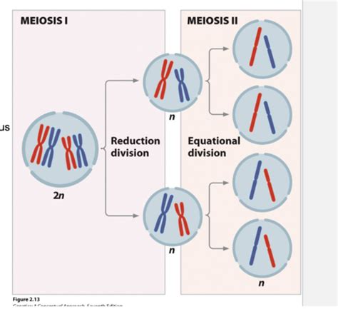 Chapter 2 Genetics Flashcards Quizlet Chapter 2 Genetics Flashcards Quizlet