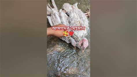 আমাদের মেহমান 🥰 ️ টার্কি মুরগি মেহমান Vairalshort Vairalvideo Bangladesh Chicken Tarki