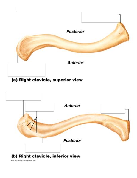 Clavicle Bony Landmarks Diagram Quizlet