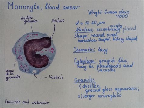 Monocyte Morphology On Blood Film — Человек искусство космос
