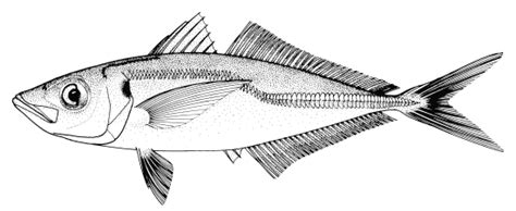 Trachurus Trecae