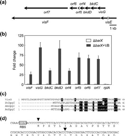 a gene organization of the sequenced 28 kb dna region in the vise