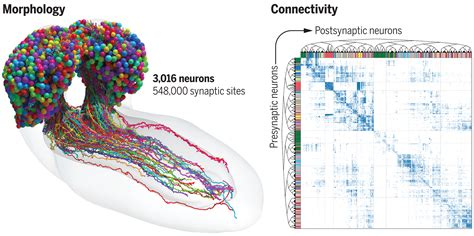 Organoid Intelligence Lab Grown Human Brains As Ai Bio Hardware