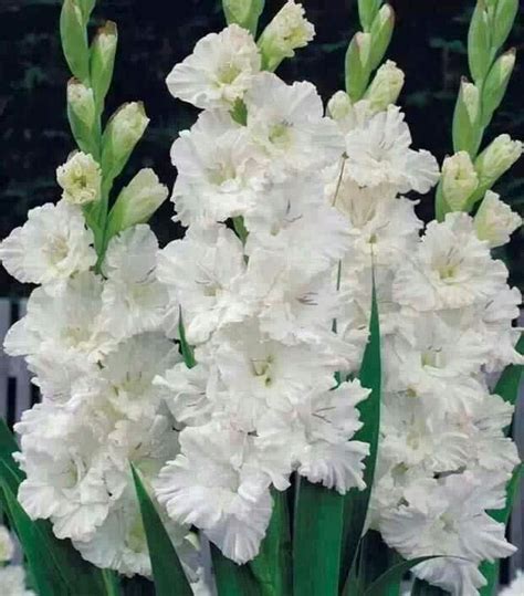 Flores blancas | GLADIOLAS | Pinterest | Colors