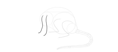 How To Draw A Mouse Envato Tuts