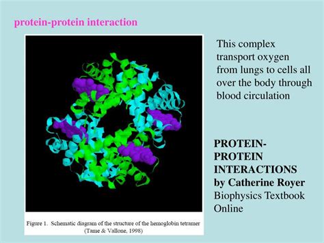 Ppt Lecture 3 Complex Network Models Properties Of Protein Protein Interaction Networks
