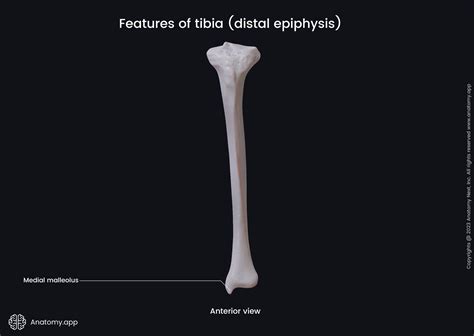 Tibia Encyclopedia Anatomy App Learn Anatomy 3d Models Articles And Quizzes