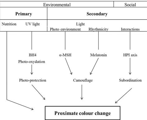 17 simplified schematic representation of the types of proximate