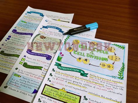 Cell Cycle And Cell Division Mitosis And Meiosis I And Ii Aesthetic