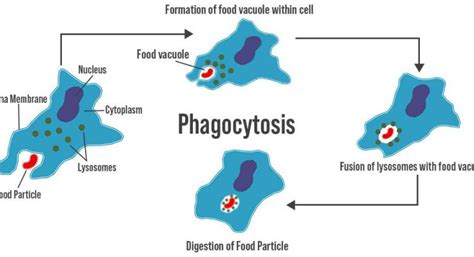 How Amoeba Acquires Its Food Through The Process Of Phagocytosis Cbse