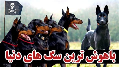 باهوش ترین سگ های دنیا باهوش ترین سگ جهان Youtube