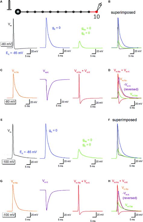 Ionic And Capacitive Components Underlying Propagating Action Download Scientific Diagram