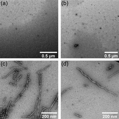 Simple Reliable Protocol For High Yield Solubilization Of Seedless Amyloid β Monomer Acs