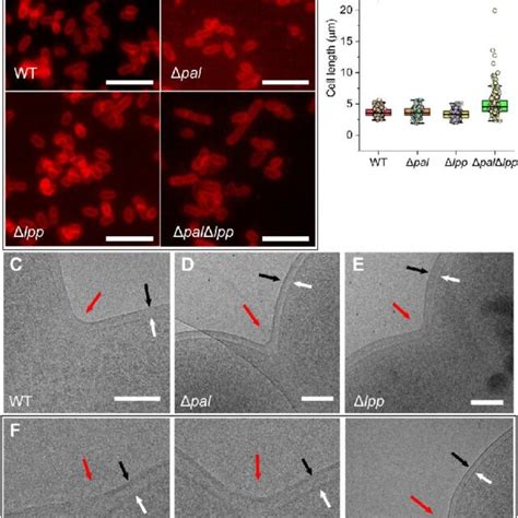 Loss Of Pal And Lpp Leads To An Outer Membrane Invagination Defect A