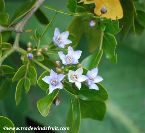 Lignum Vitae Guaiacum Officinale Seeds