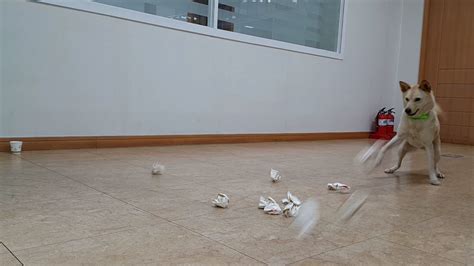 죄송합니다 공장 진돗개가 너무 말을 안 들어서 혼쭐을 내 줬습니다 Youtube