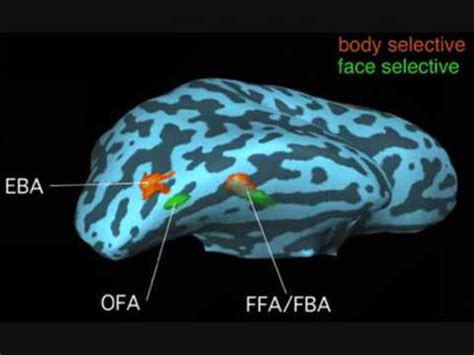 Retinotopy And Visual Areas YouTube