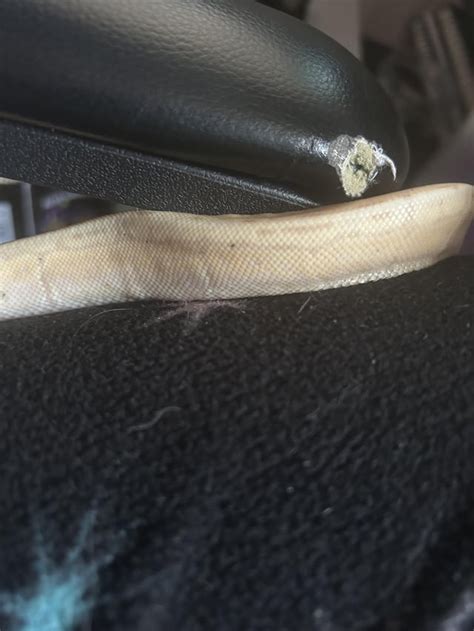 guess her morph r ballpythonmorph