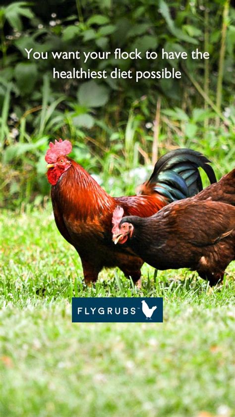 Chicken Feed Supplements And Protein Guide