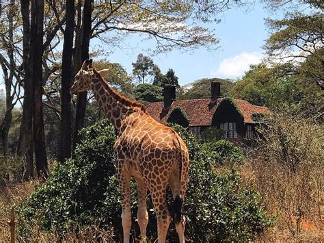 Giraffe Centre 2025 All You Need To Know Before You Go With