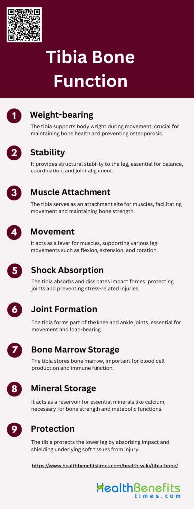 What Is Tibia Bone Function Location Health Benefits