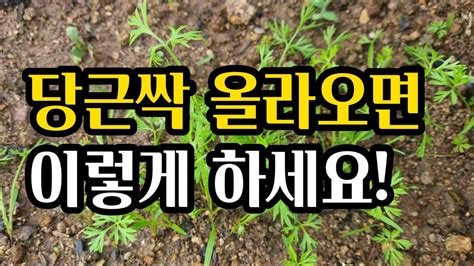 가을당근 싹이 올라오면 해 줘야 할 일 3가지 2022730당근1차솎음잡초제거물주기 Youtube