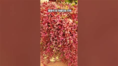 바라만봐도 멋진 다육이들 가격표도없는인생아슬 Youtube