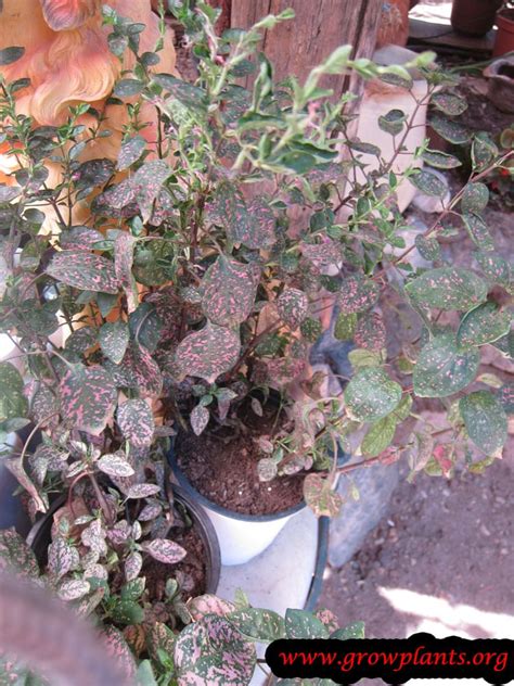Polka Dot Plant How To Grow And Care