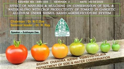 Effect Of Mulch On Organic Tomato Cultivation Pptx