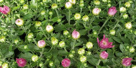 Grow Mums For Fall Color Plant Perfect