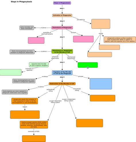 Phagocytosis Html