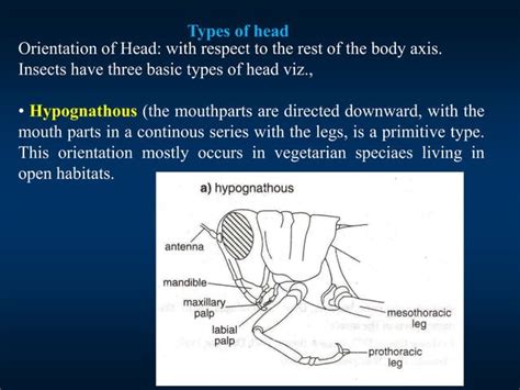 Lec 6 Body Segmentation Structure Of Head And Its Typesppt