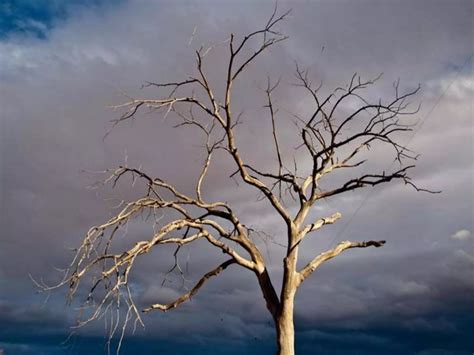 Methods Of Breaking Dormancy Pptx
