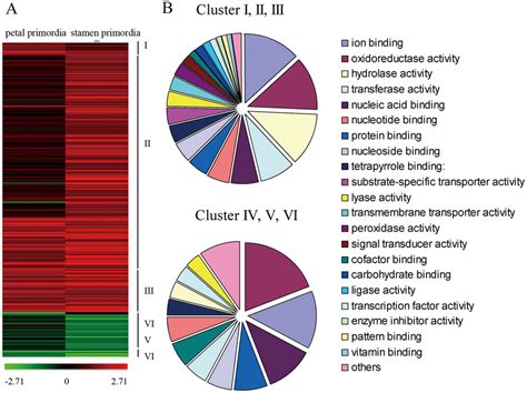 Hierarchical Cluster Analyses And Functional Categories Of