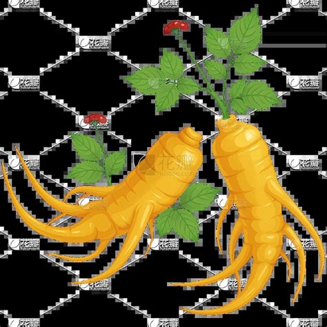 常规系列 植物系列插画风人参元素素材 花瓣网