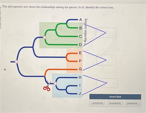 Solved This Phylogenetic Tree Shows The Relationships Among