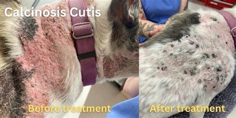 Calcinosis Cutis In Dogs Preventive Vet