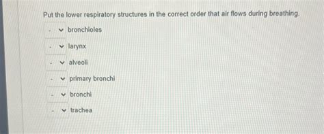 [solved] put the lower respiratory structures in the correct order that