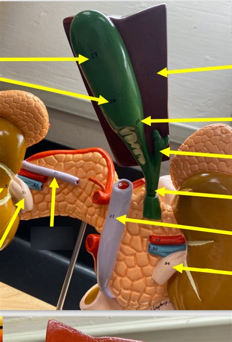 Internal Organs Diagram Quizlet