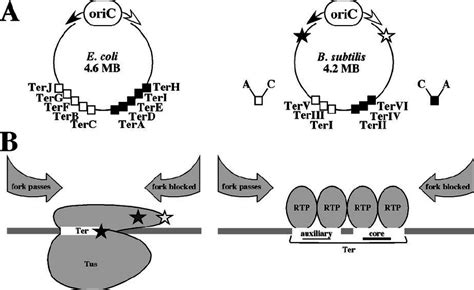 Origin Of Replication E Coli