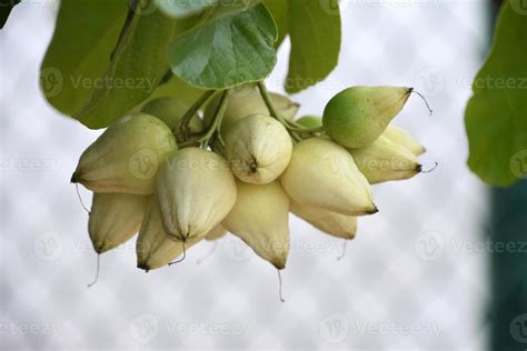 Seed Pods Clustered Together And Hanging From A Tree Stock Photo At Vecteezy