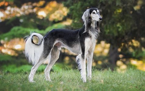 Saluki Mix Puppies