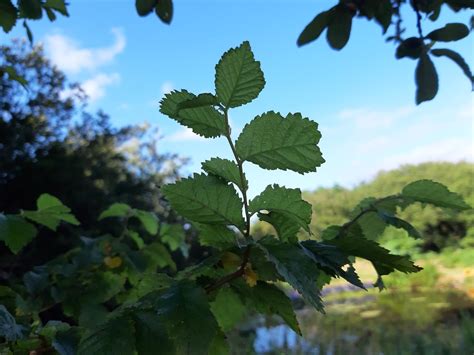 Is This An Elm Sapling Tree Identification Pictures Arbtalk The