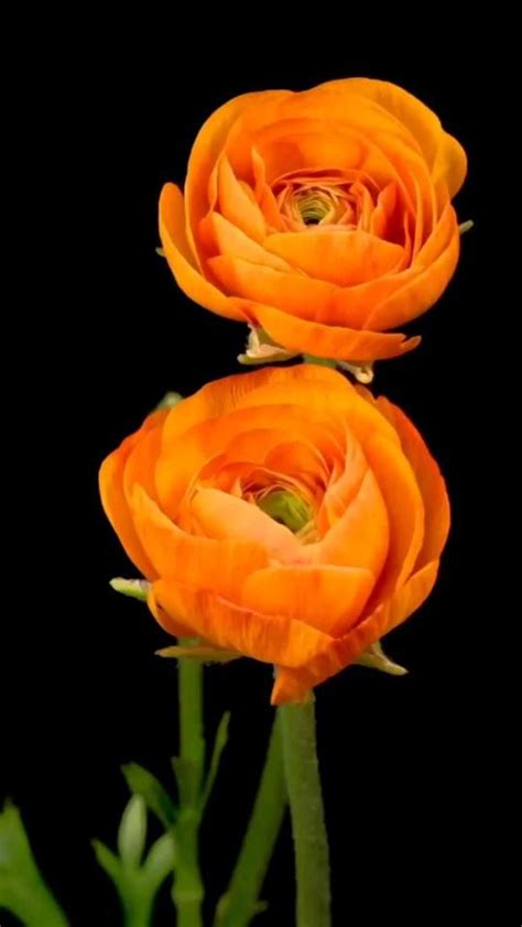 Прекрасные оранжевые цветы ♥️🧡♥️ Оранжевые цветы Цветы Красивые цветы