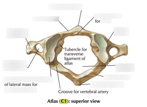 Diagram Of C1 Vertebra Quizlet