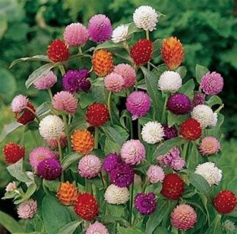 Gomphrena Globosa Cv Globe Amaranth Qis Mix Seed X 50 Ole Lantana