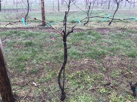 Cane Pruning Concepts And Practices Virtual Viticulture Academy