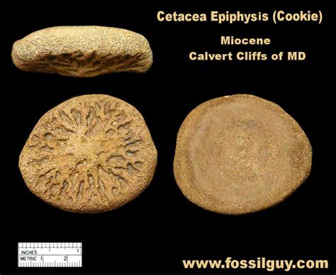 vertebra fossil fossil id the fossil forum