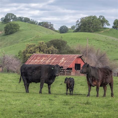 Yolo Land And Cattle Co Esparto Ca